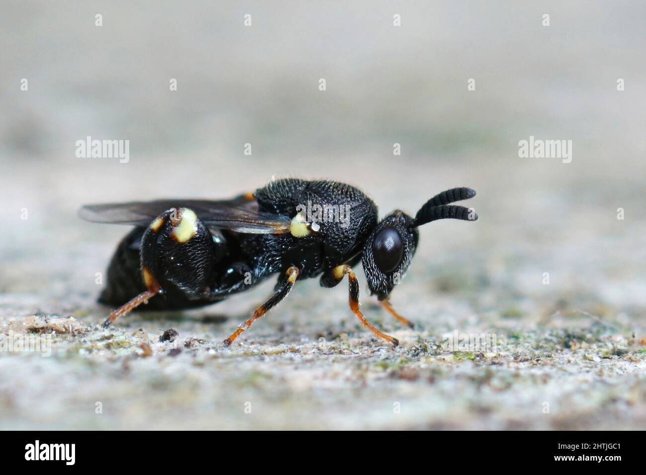 Closeup of a rather rare and dark black Chalcid wasp, Brachymeria ...