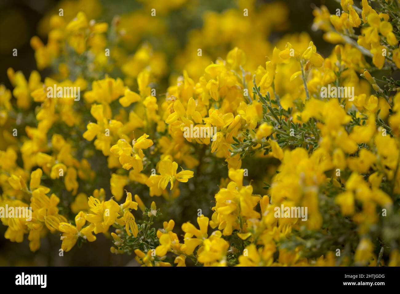 Flora of Gran Canaria - bright yellow flowers of Teline microphylla ...