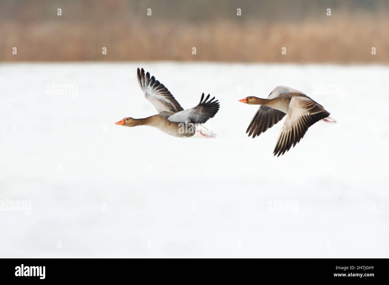 Flying farm animals hi-res stock photography and images - Alamy