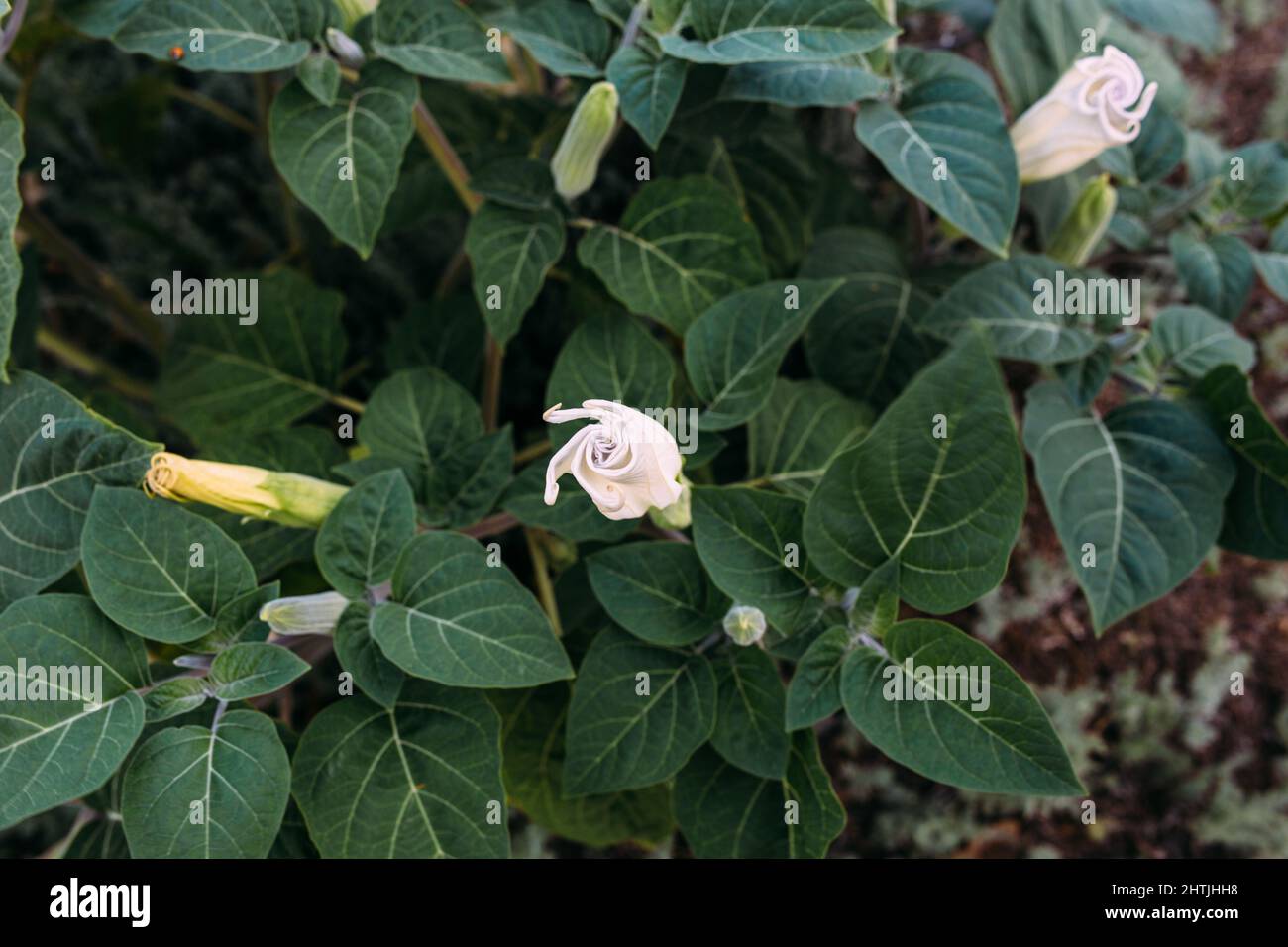 Jimsonweed Datura stramonium. Called Devil's snare, Hell's bells, Devil ...