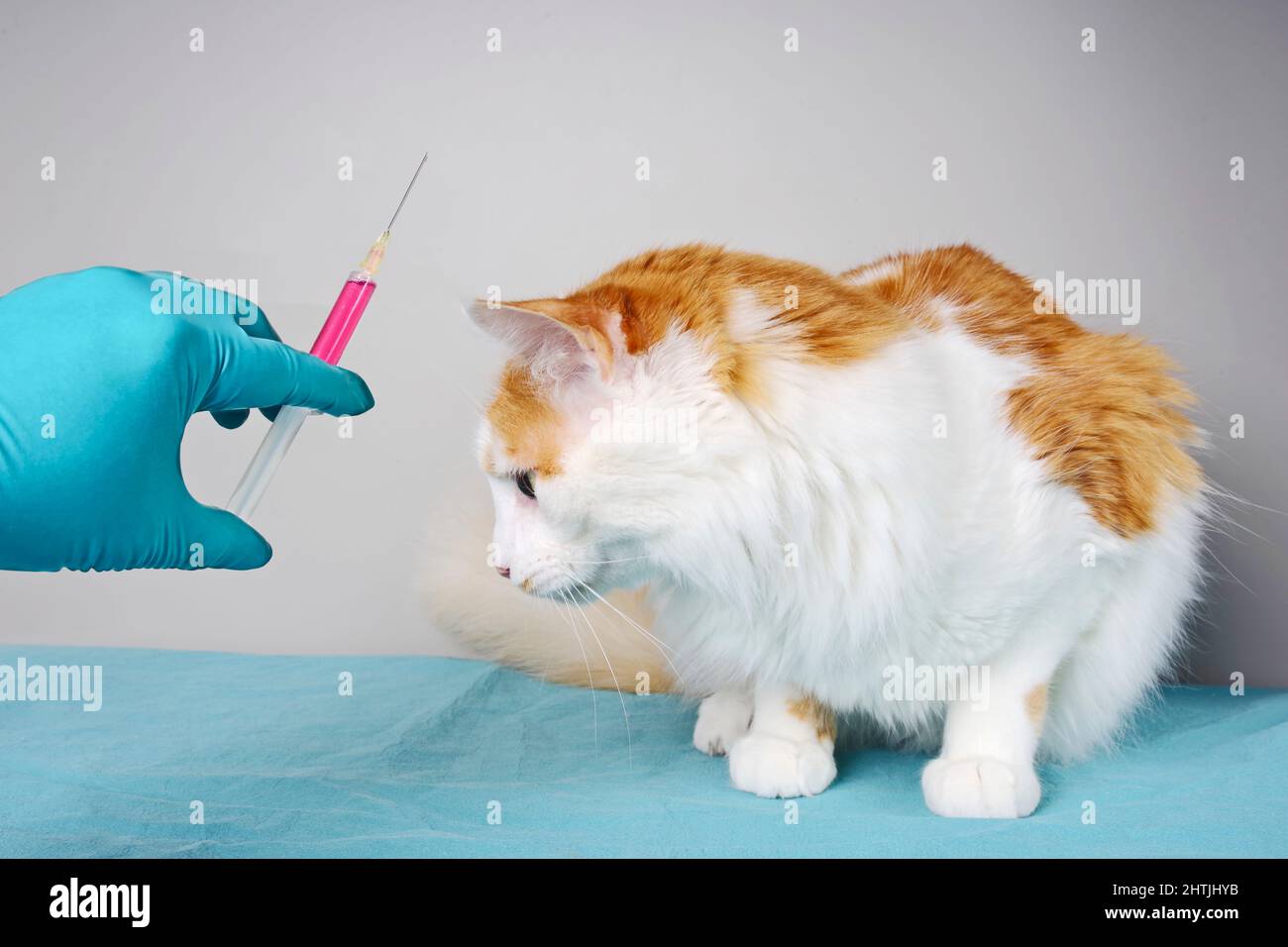 Veterinarian giving injection to a longhair cat Stock Photo - Alamy
