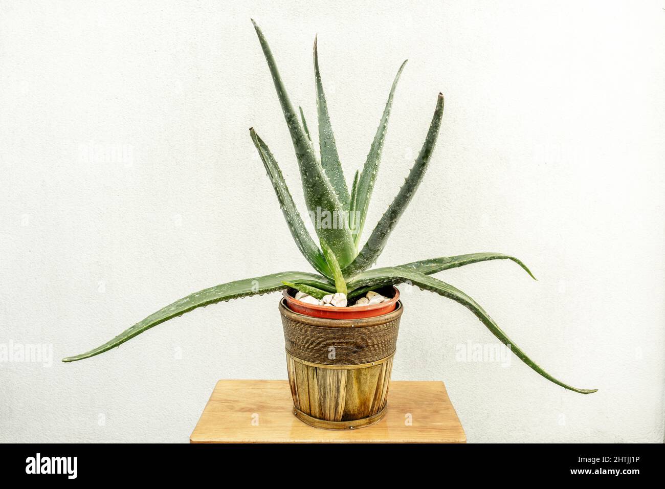 Acibar hi-res stock photography and images - Alamy