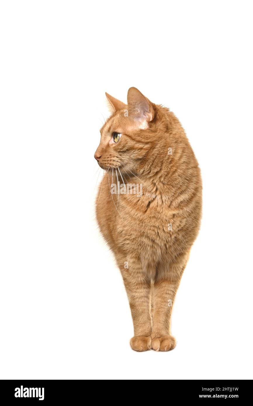 Cat Looking To The Left