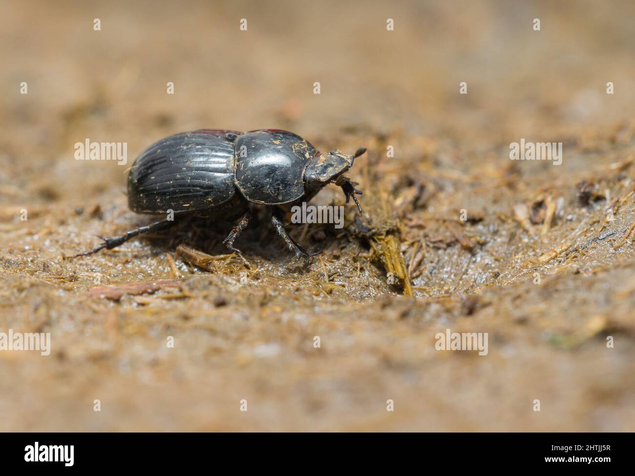 Dung beetle on cow manure (Teuchestes fossor), a wild meadow in Finland ...