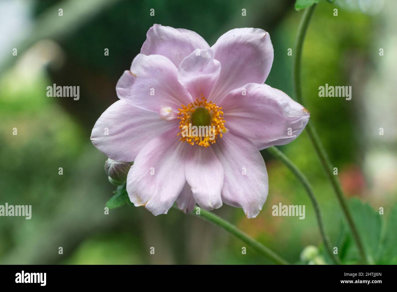 Pink flower of Japanese anemone in a garden Stock Photo - Alamy
