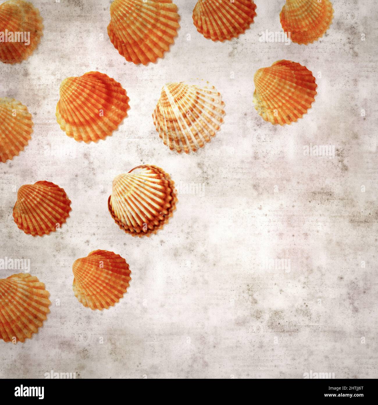 stylish textured old paper background with cockle shells Stock Photo ...