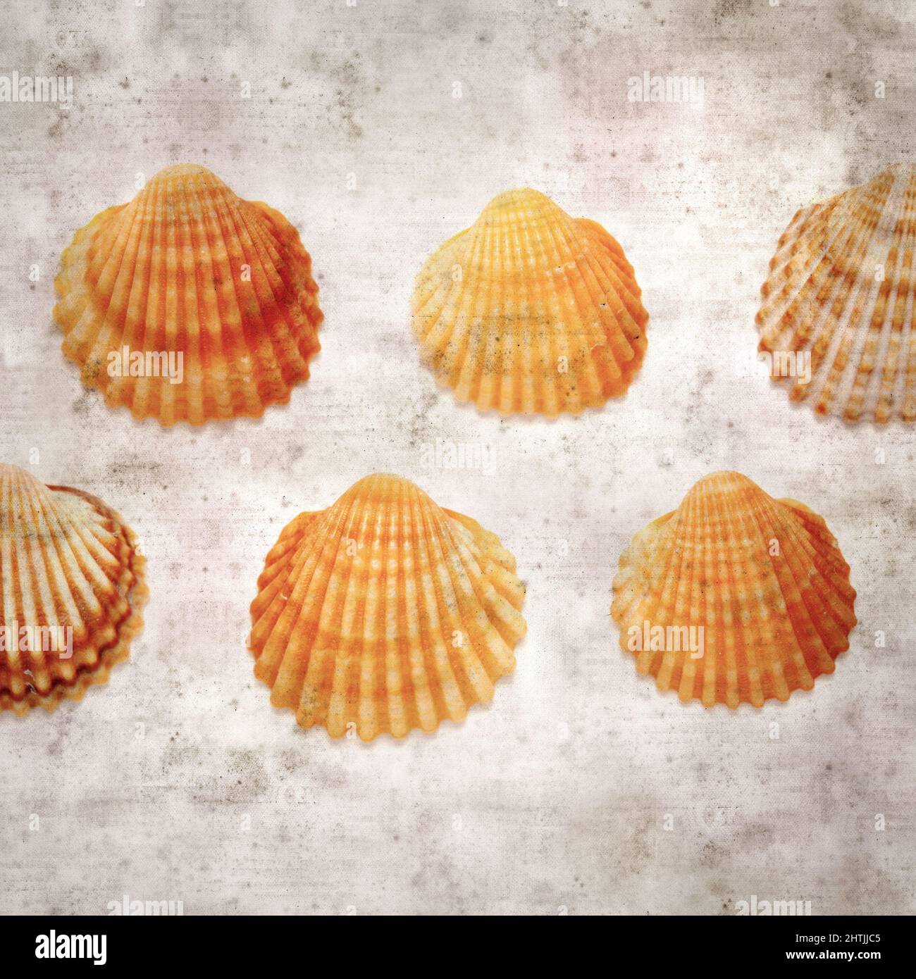 stylish textured old paper background with cockle shells Stock Photo ...