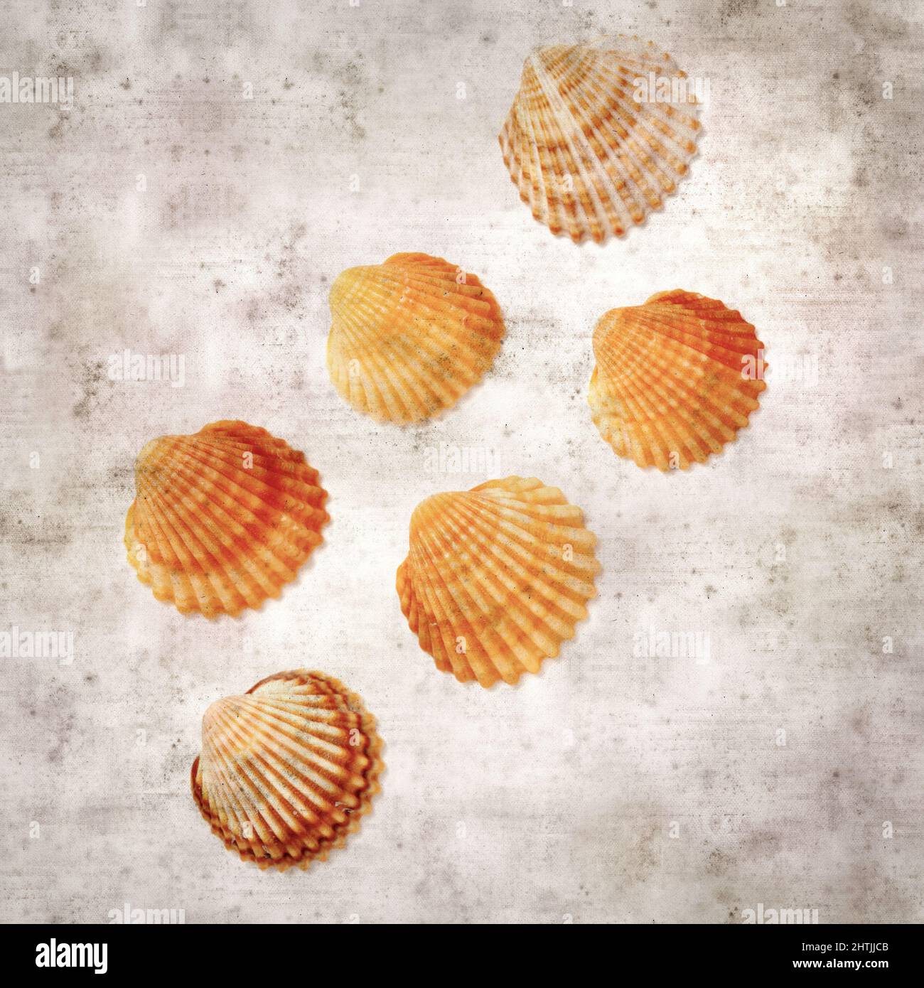 stylish textured old paper background with cockle shells Stock Photo ...