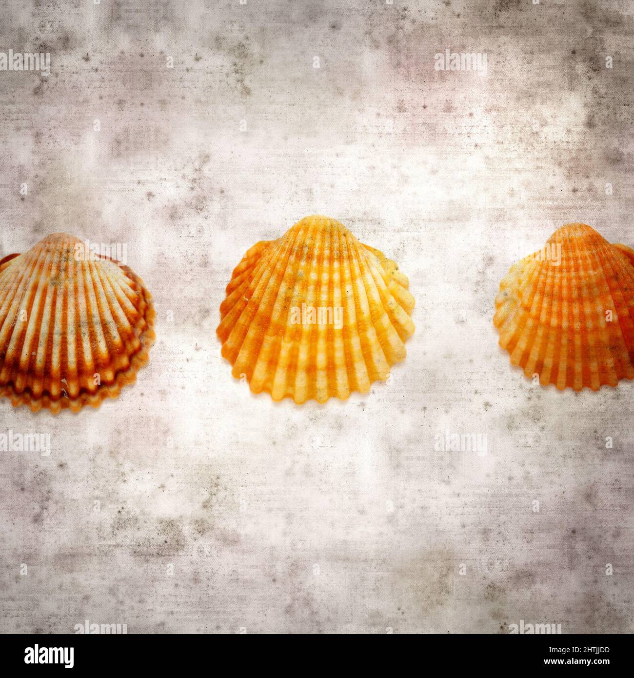 stylish textured old paper background with cockle shells Stock Photo ...