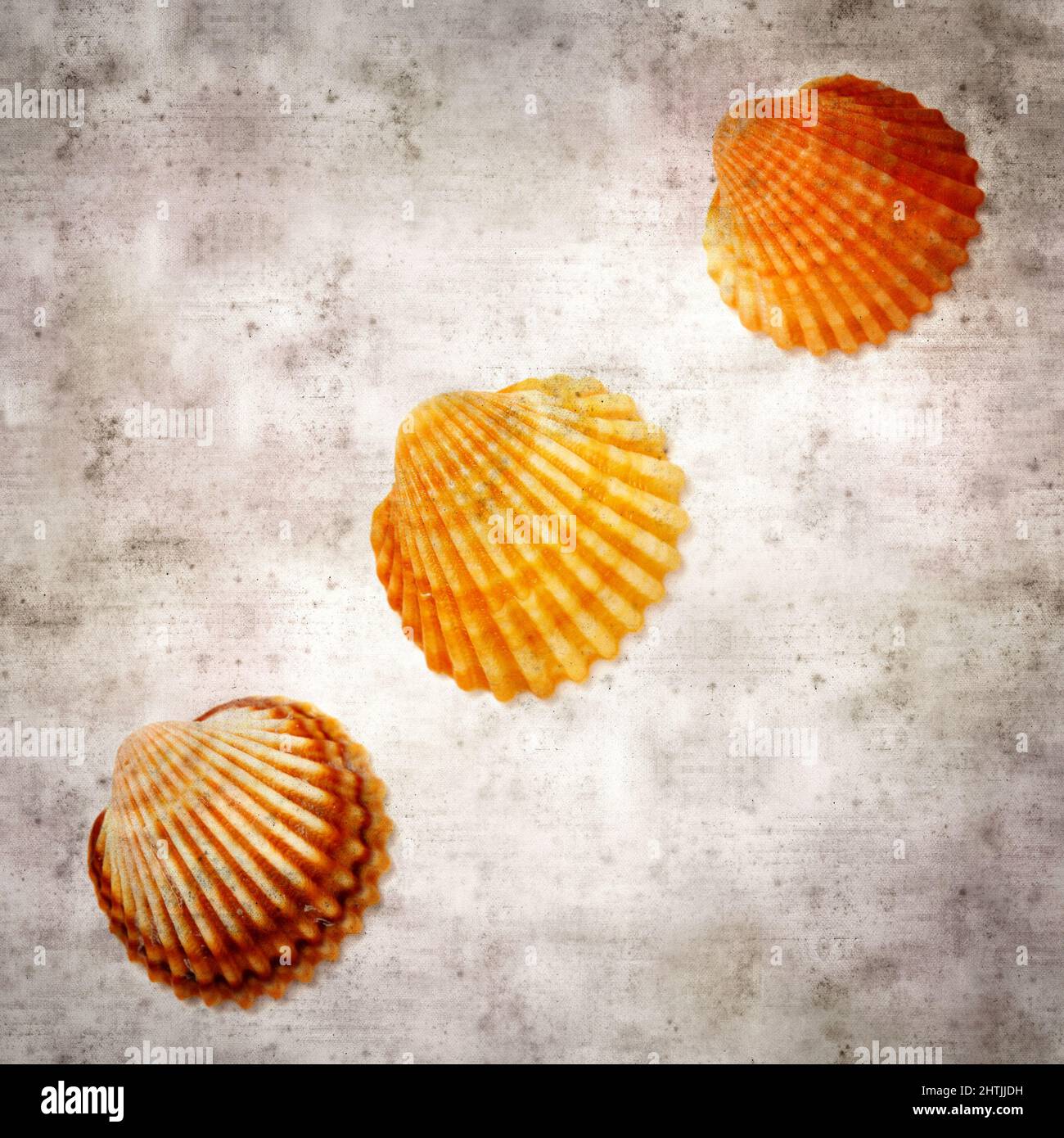 stylish textured old paper background with cockle shells Stock Photo ...