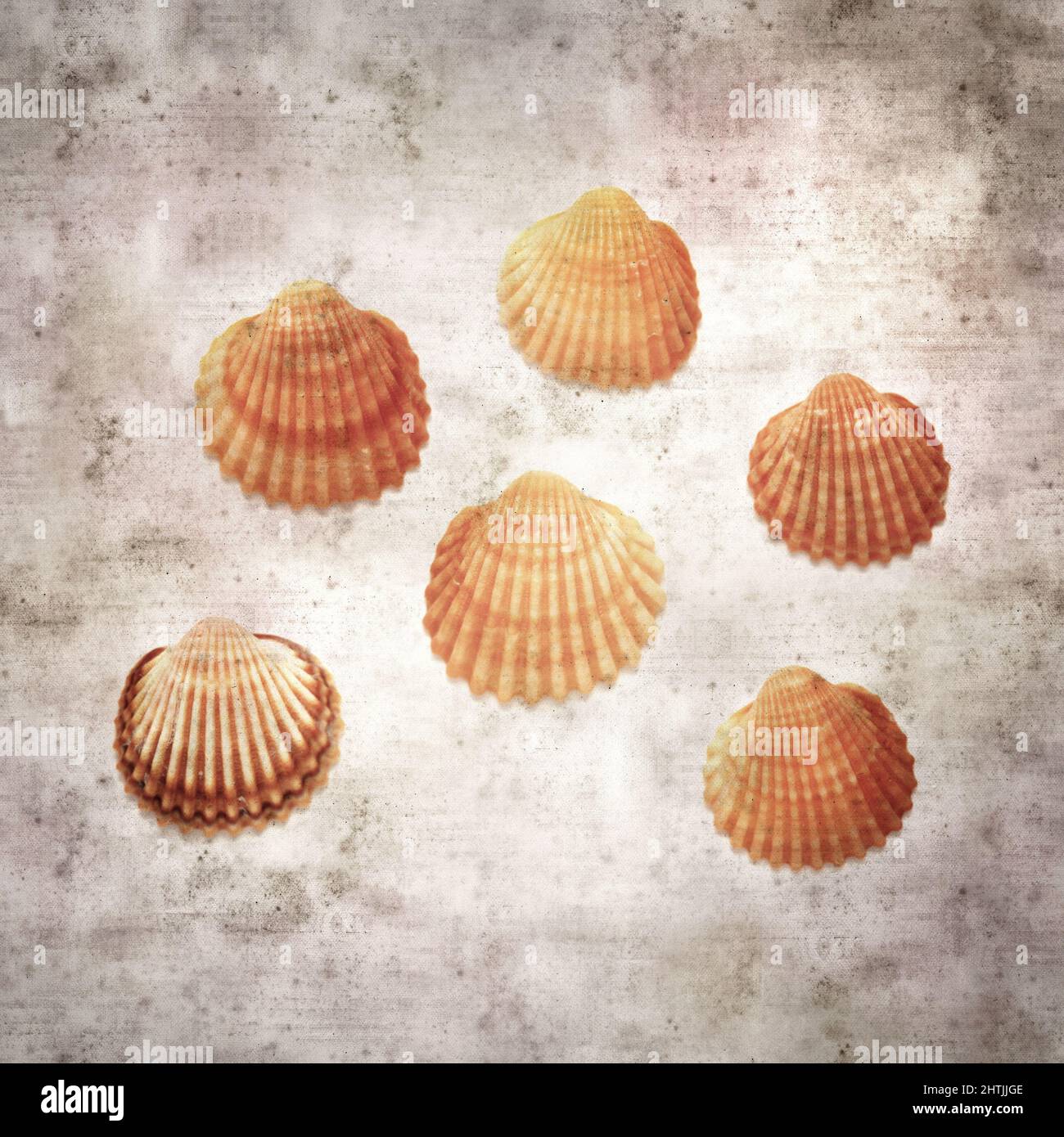 stylish textured old paper background with cockle shells Stock Photo ...