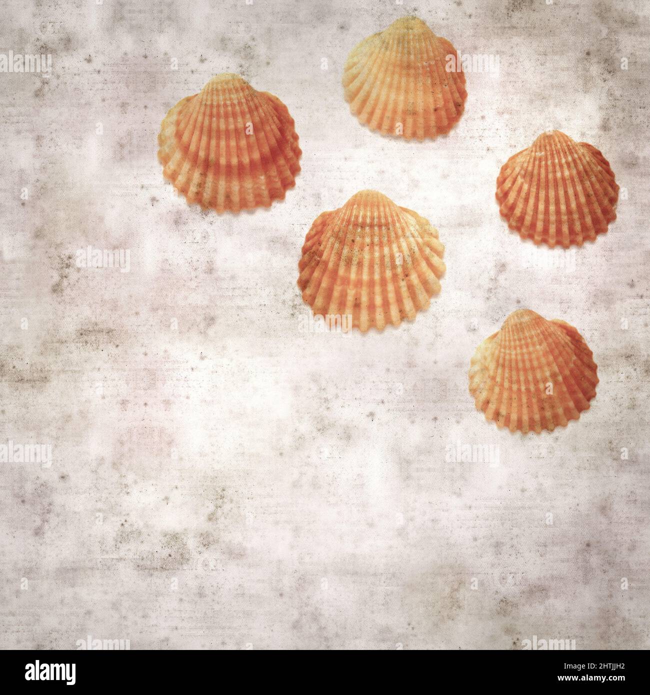 stylish textured old paper background with cockle shells Stock Photo ...