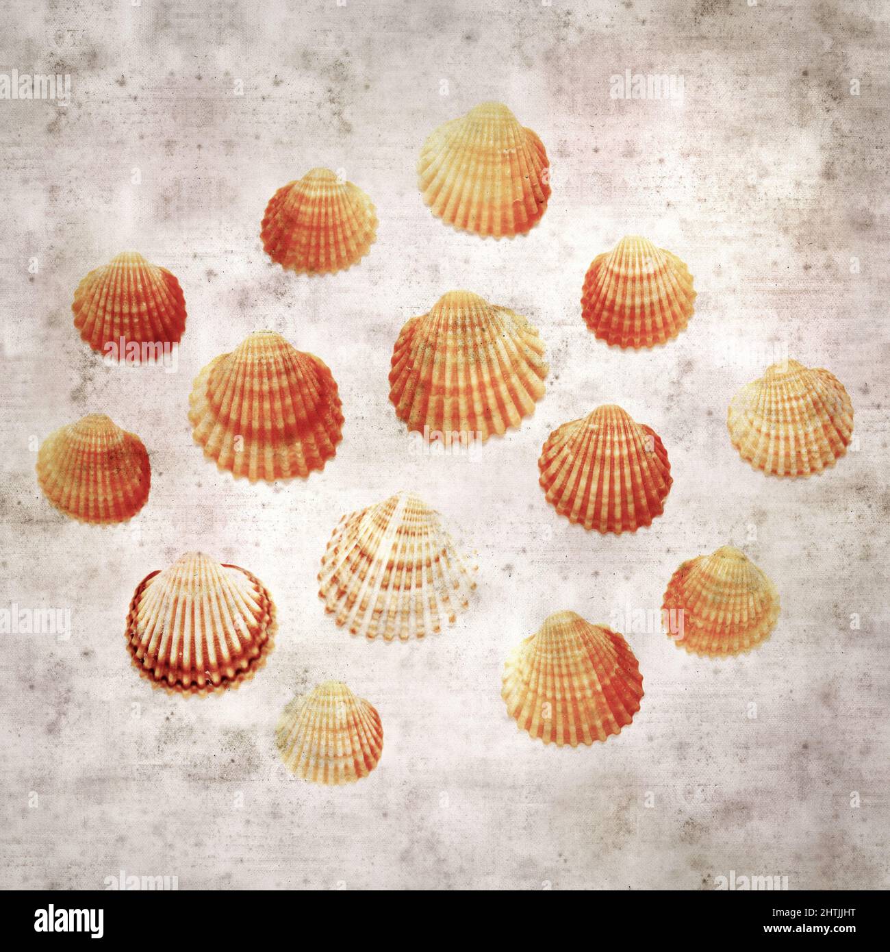 stylish textured old paper background with cockle shells Stock Photo ...