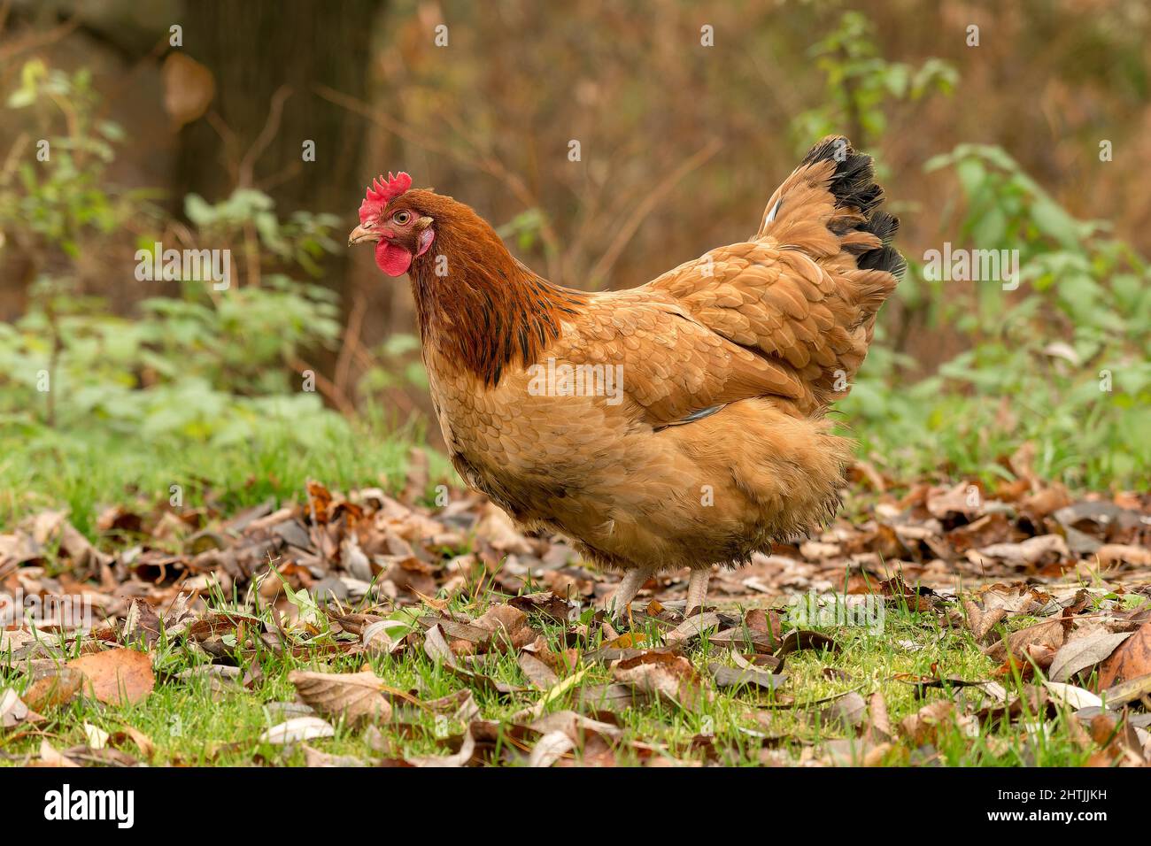 Red hen hi-res stock photography and images - Alamy