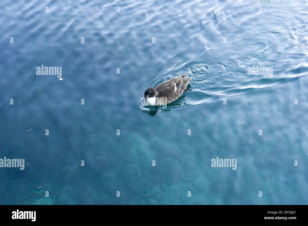 duck swimming in the clear water Stock Photo - Alamy