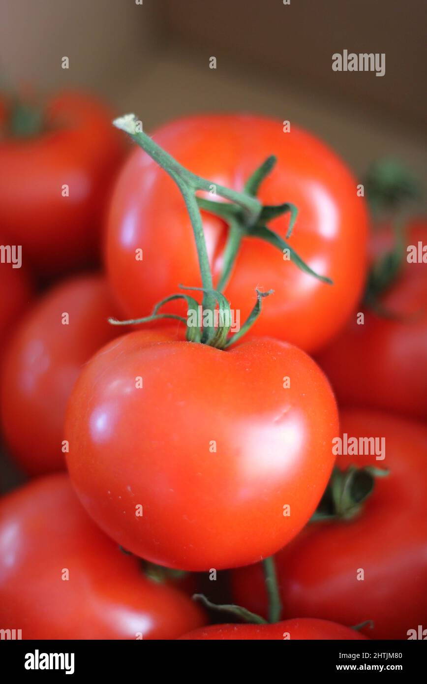 Bright red ripe tomatoes straight from the garden and still on the vine ...