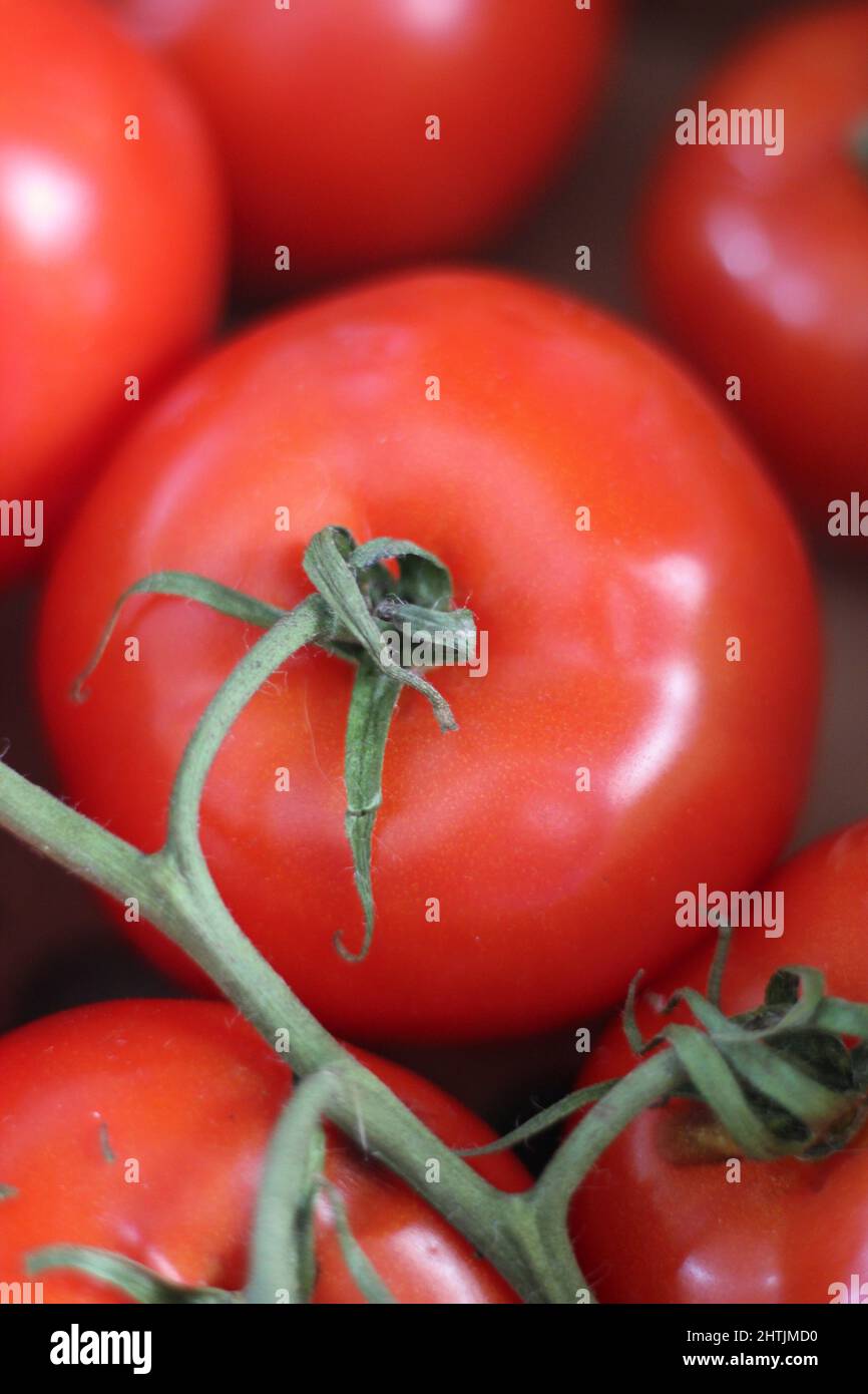 Bright red ripe tomatoes straight from the garden and still on the vine ...
