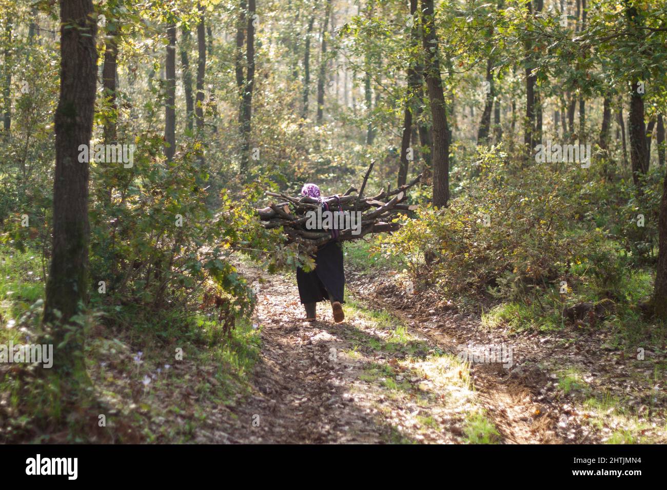 March 8, International Women's Day. Working old woman carrying wood on ...