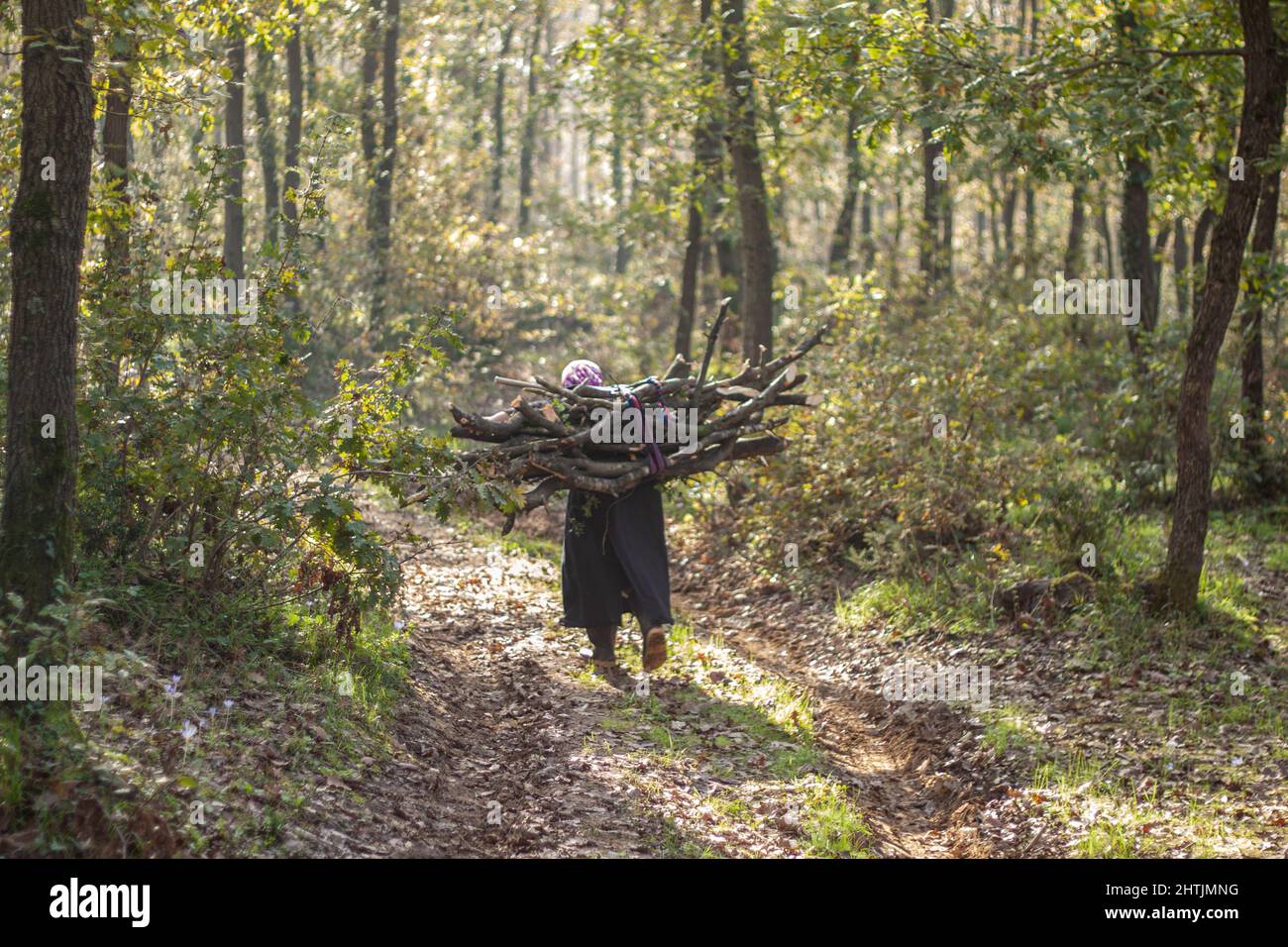 March 8, International Women's Day. Working old woman carrying wood on ...