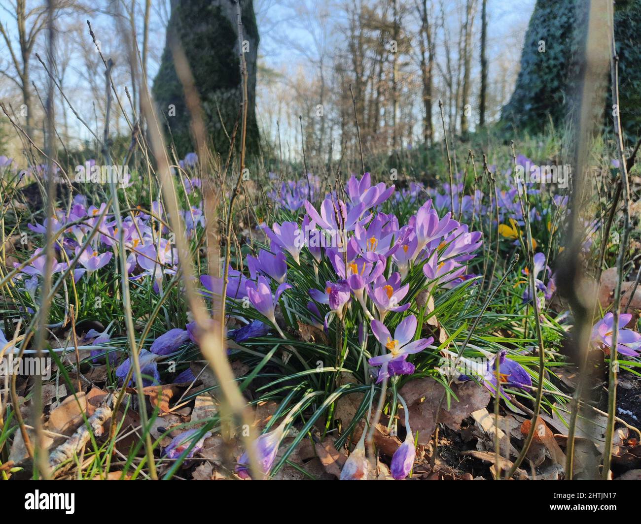 Purple noon hi-res stock photography and images - Alamy
