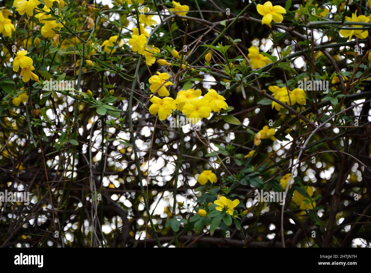 yellow leaves on a tree Stock Photo - Alamy