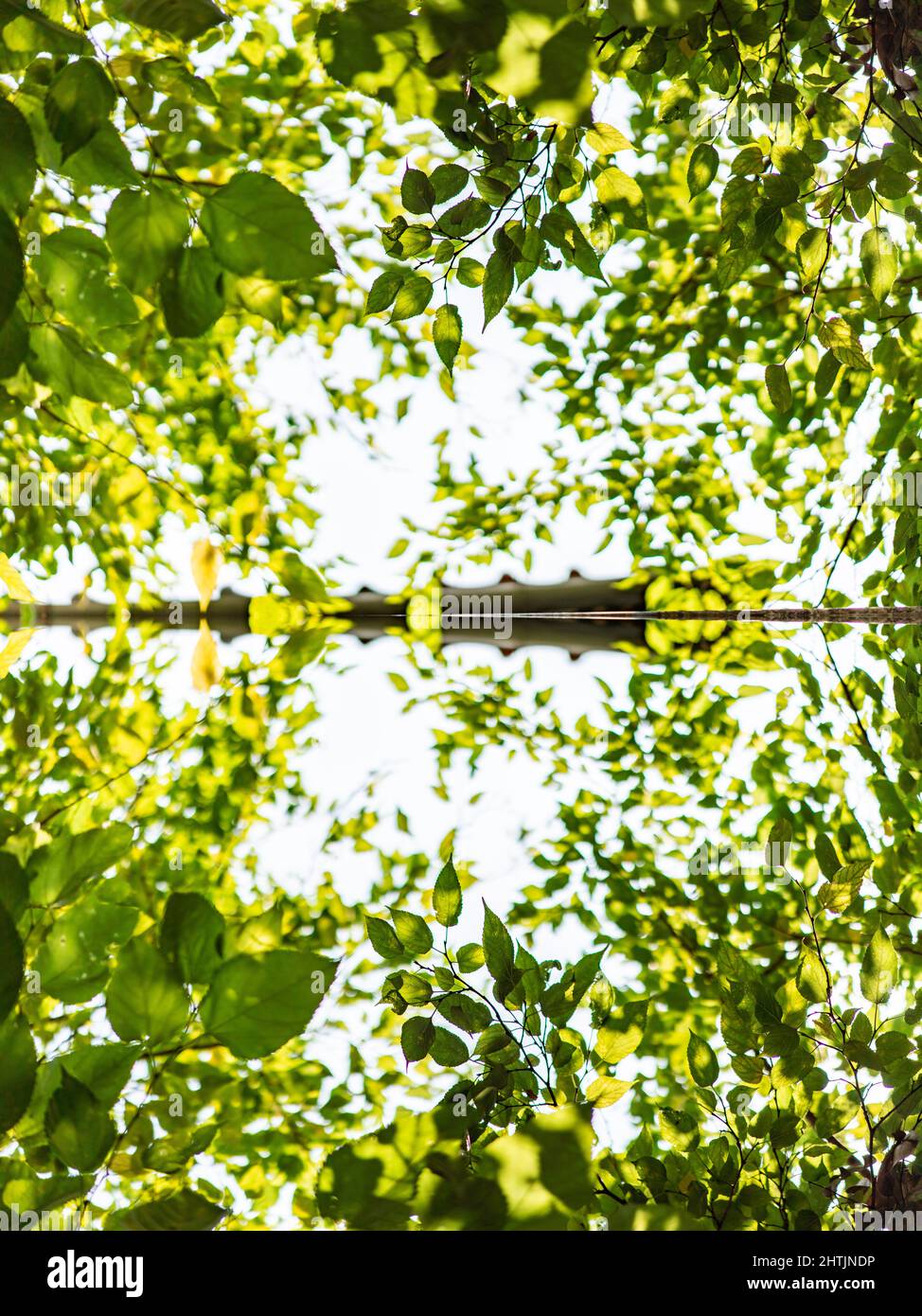 Light shining through leaves hi-res stock photography and images - Alamy