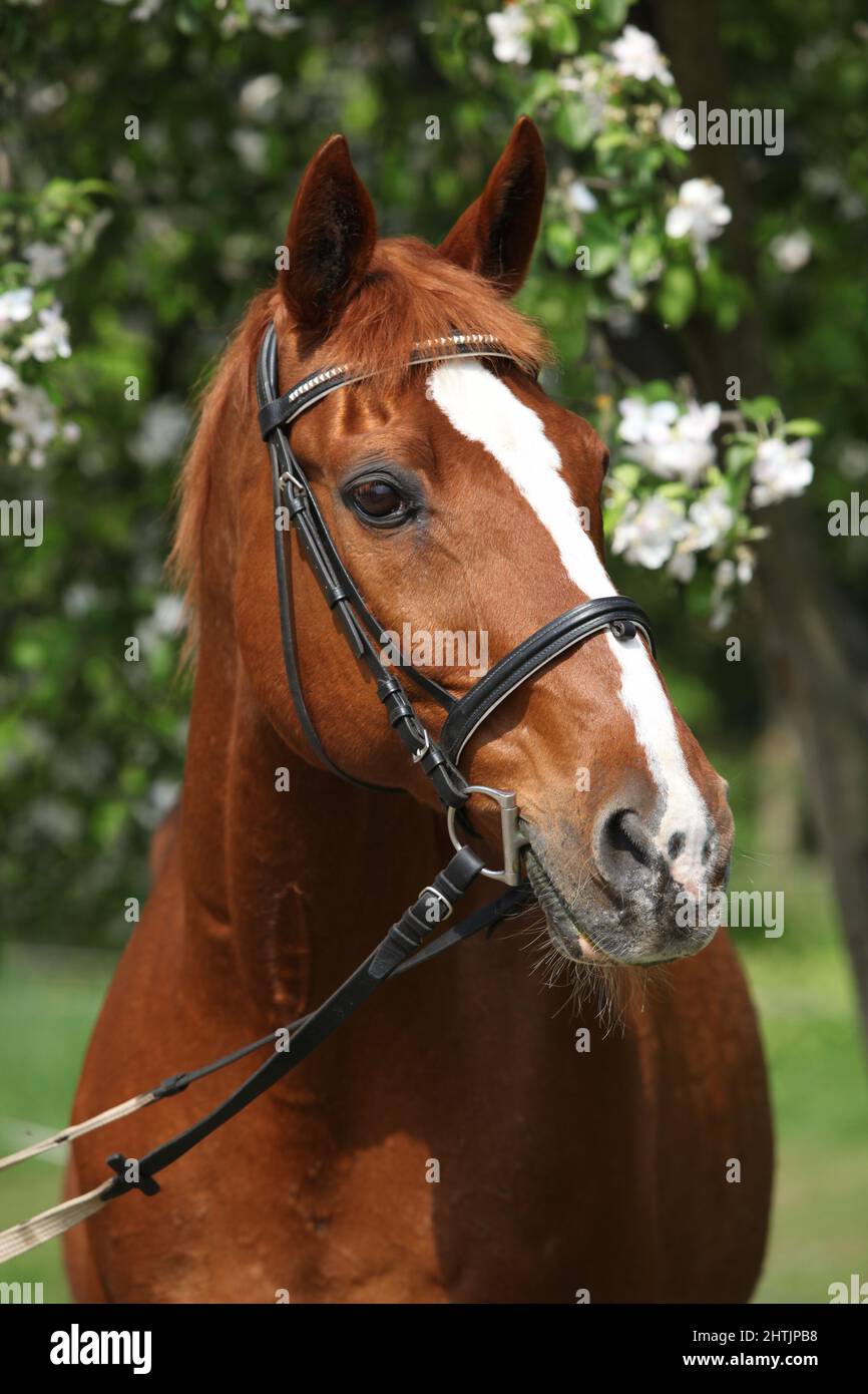 Budyonny horse in front of flowering tree Stock Photo - Alamy