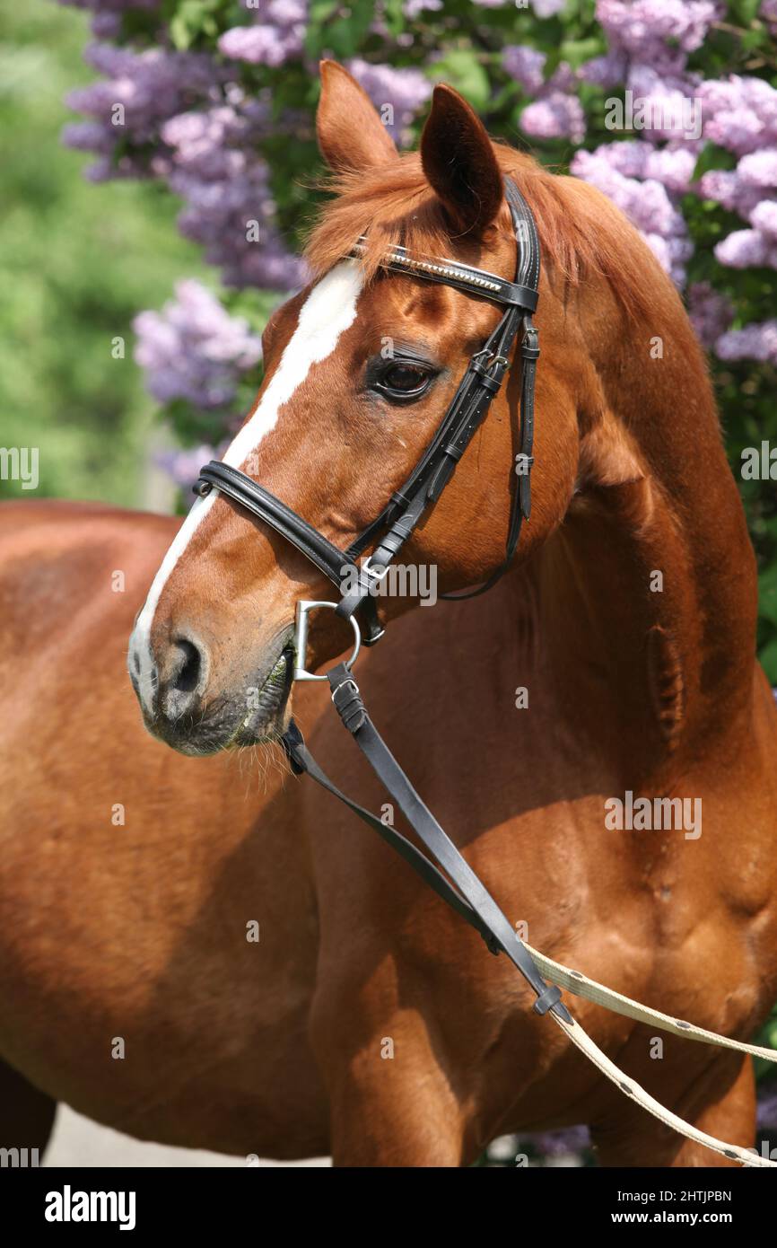 Beautiful Budyonny horse in front of flowering pipe-tree Stock Photo ...