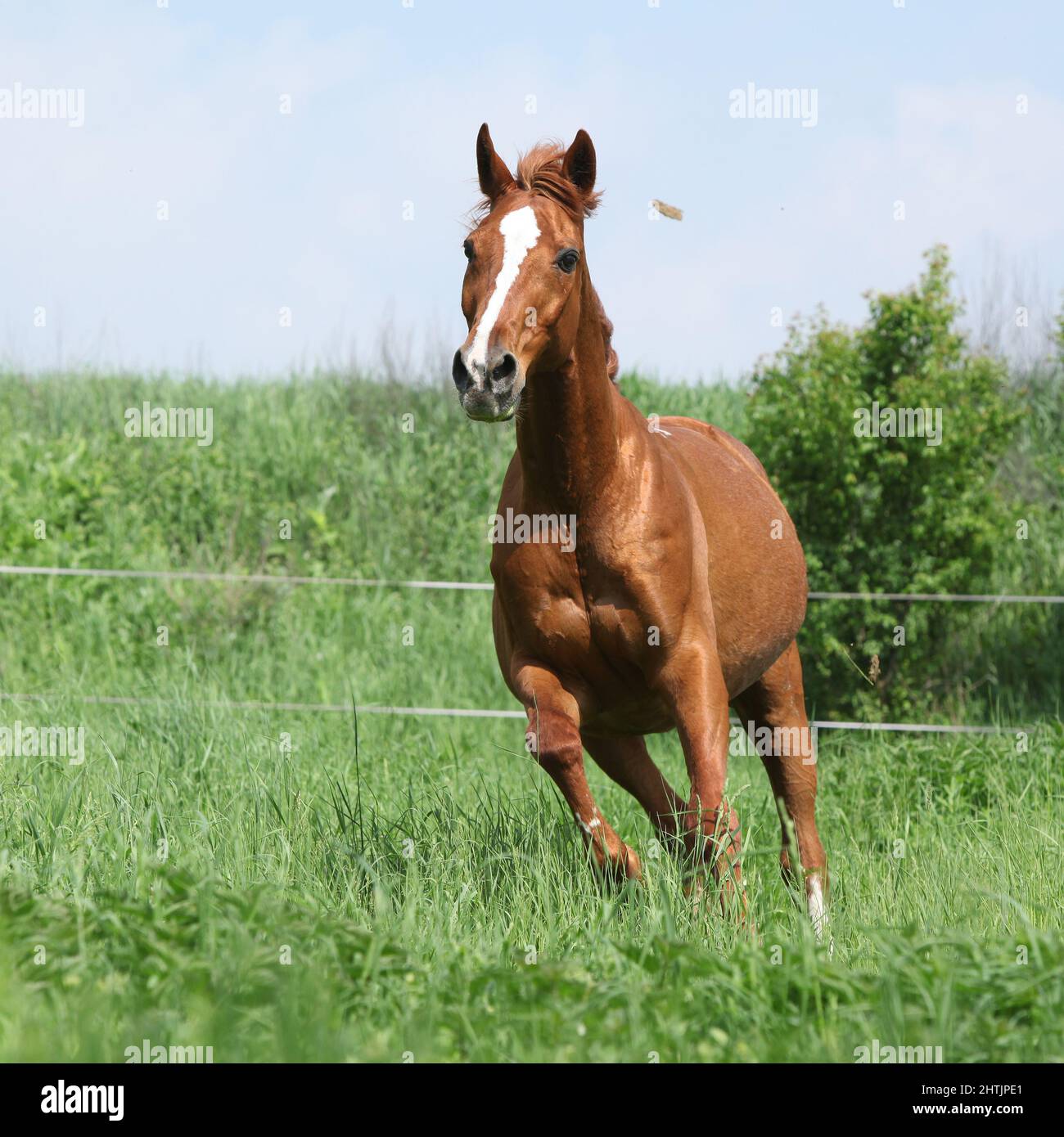 Beautiful chestnut Budyonny horse running in the grass Stock Photo - Alamy