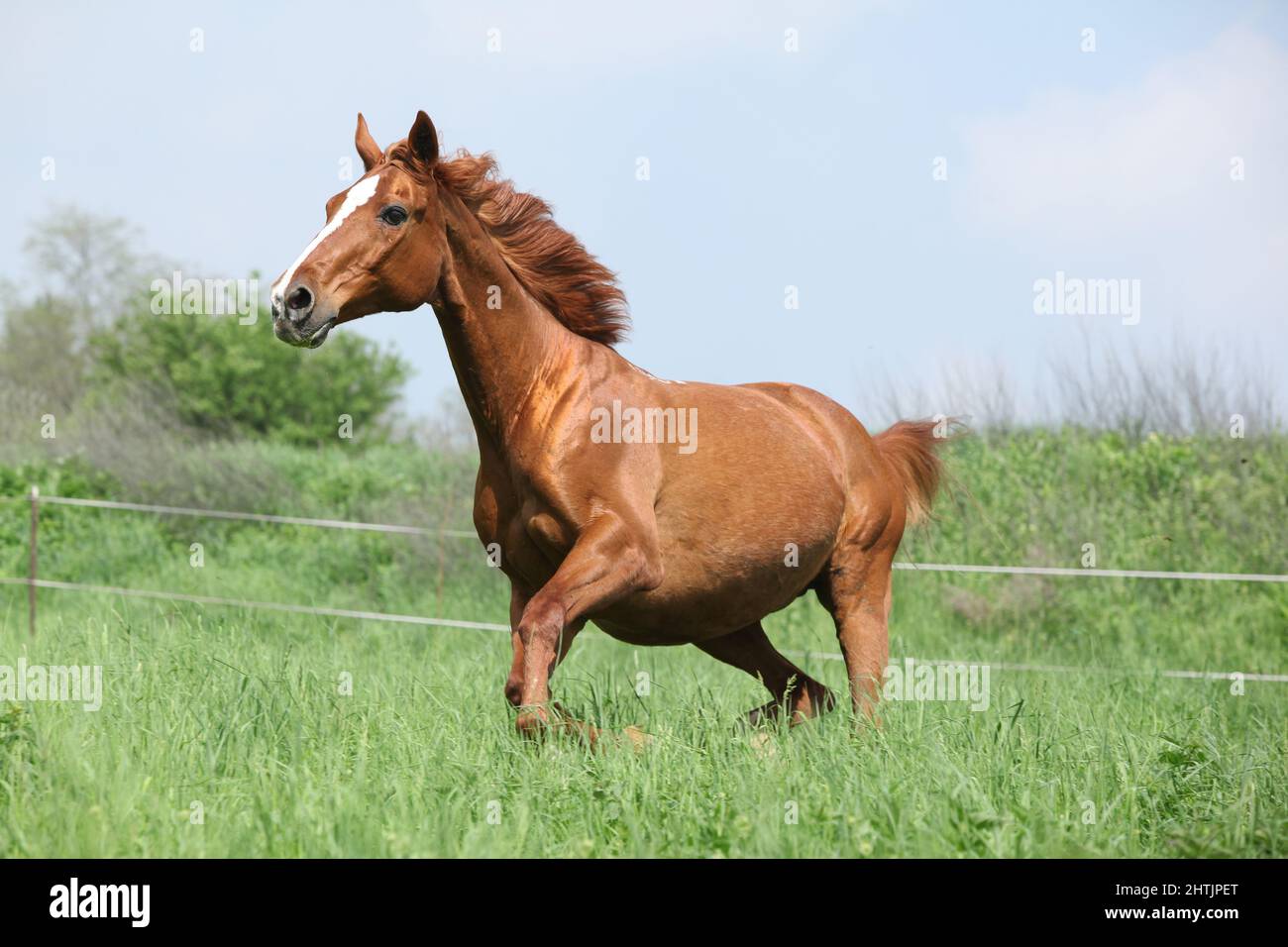 Budyonny horse hi-res stock photography and images - Alamy