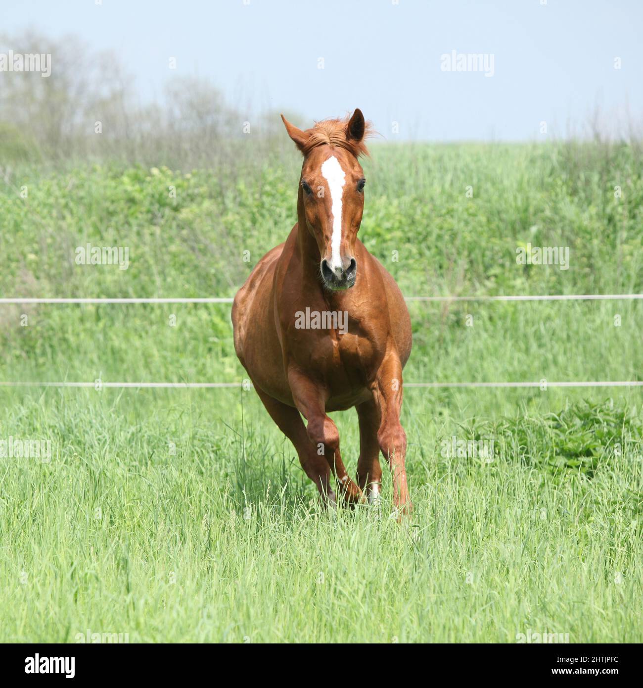 Budyonny horse hi-res stock photography and images - Alamy
