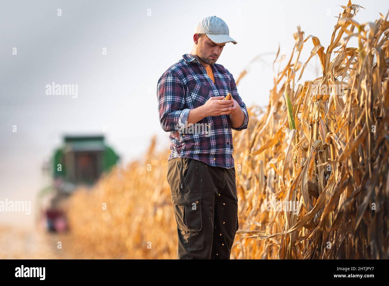 Young farmer examine corn seed in corn fields during harvest Stock ...