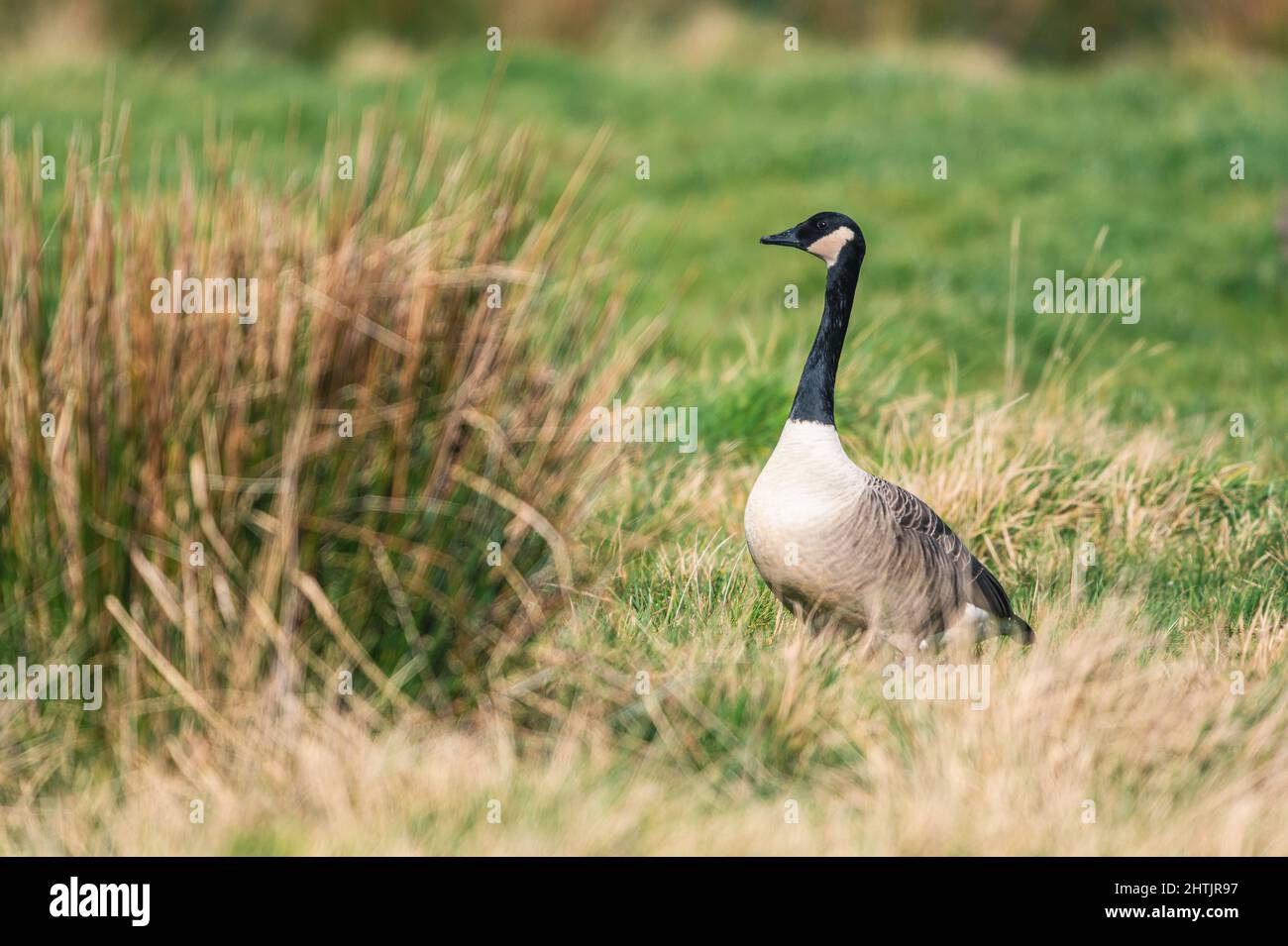 Canada Geese, Canada Goose, Branta Canadensis in habitat Stock Photo ...