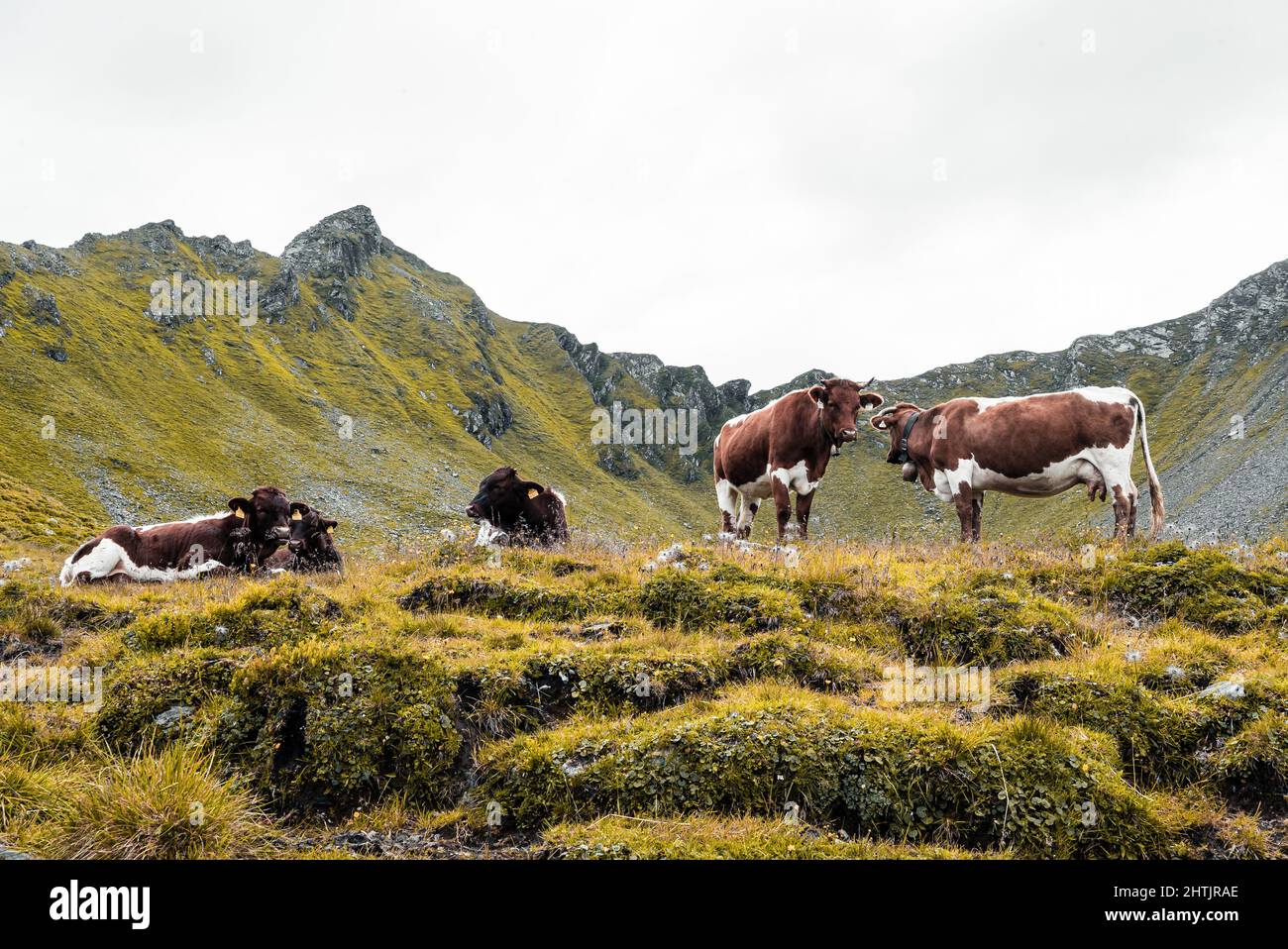 A herd of cows pasturing on a grassy highland Stock Photo - Alamy