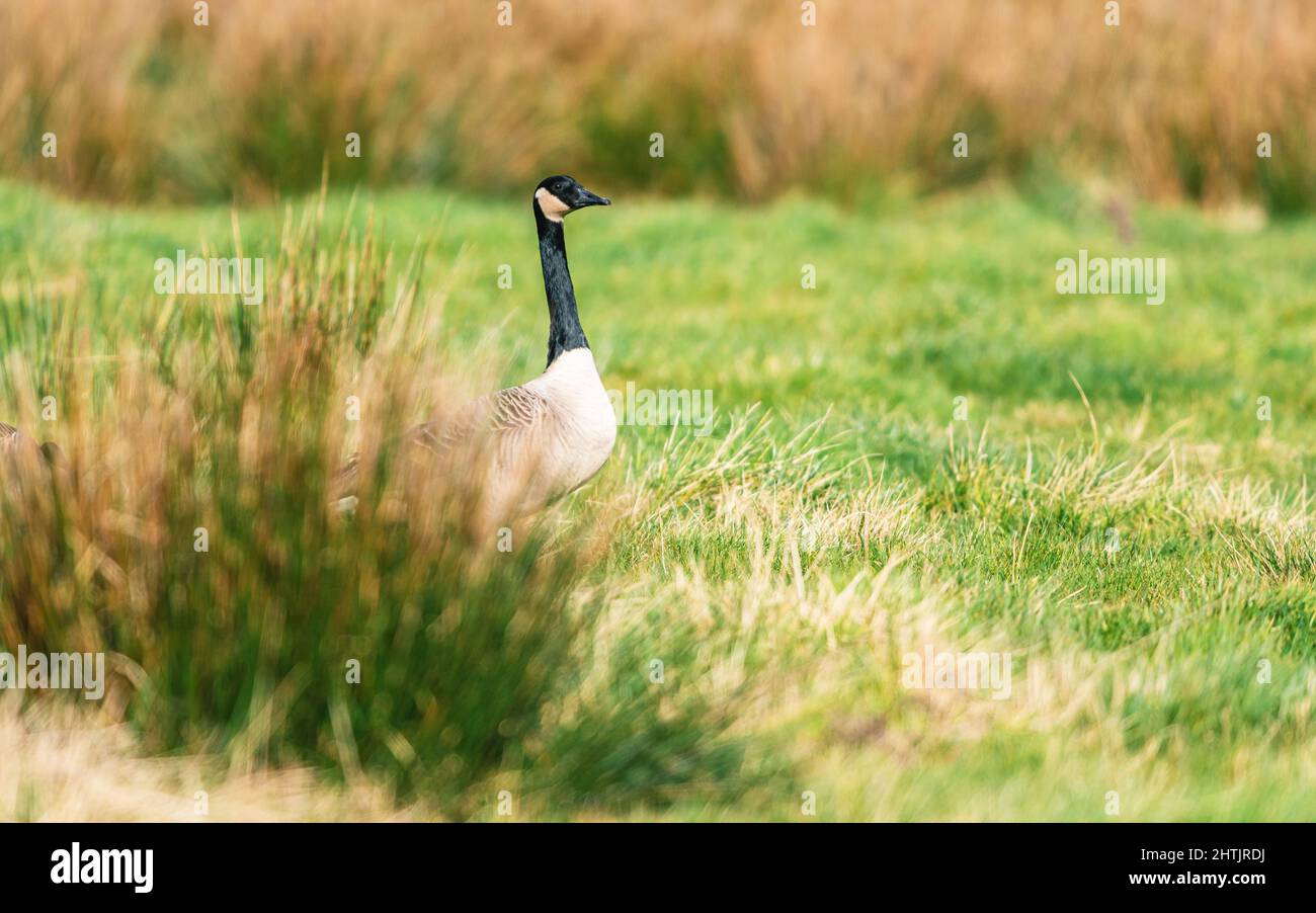 Canada Geese, Canada Goose, Branta Canadensis in habitat Stock Photo ...