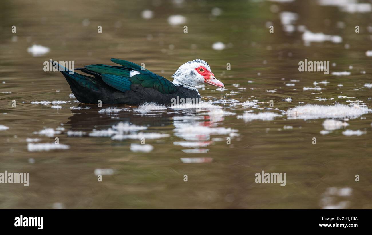 Female muscovy ducks hi-res stock photography and images - Alamy