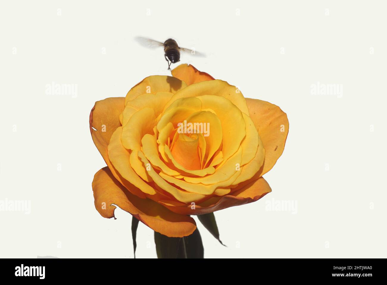 Close up yellow orange rose. Isolated on a white background. A flying ...