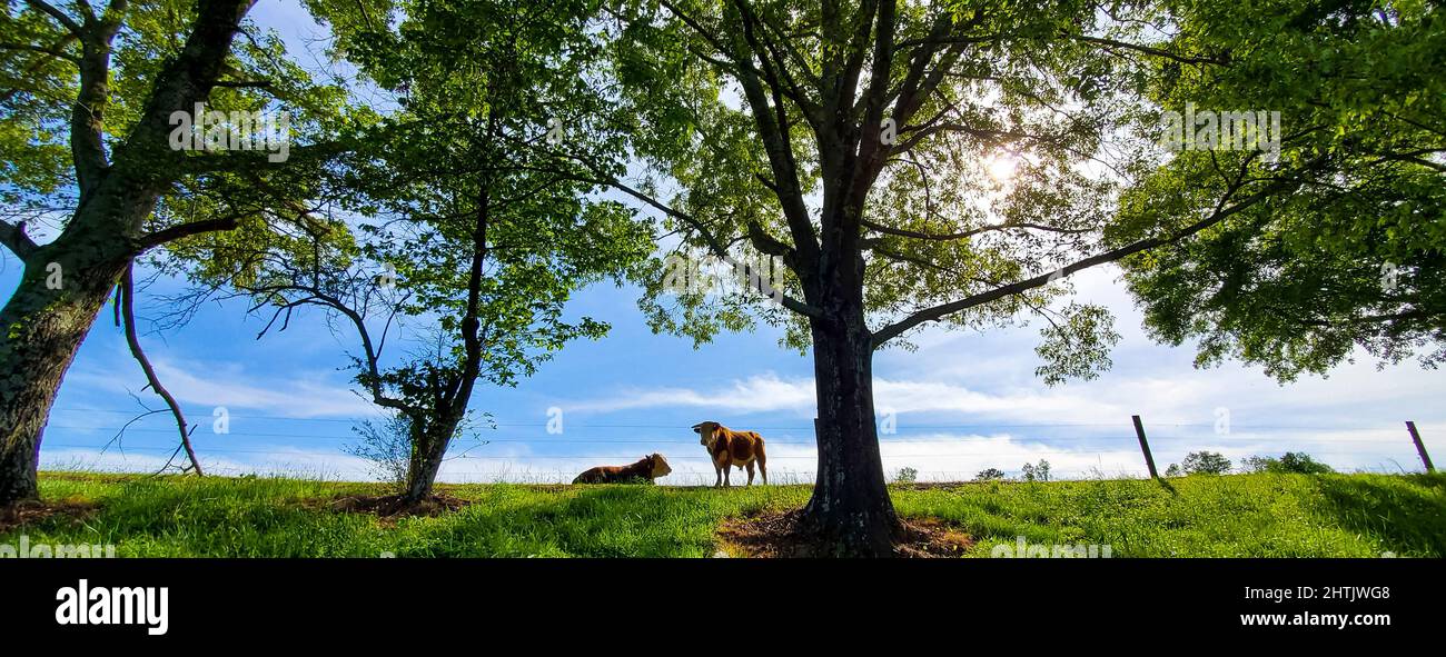 The cattle resting under the shadow of trees Stock Photo - Alamy