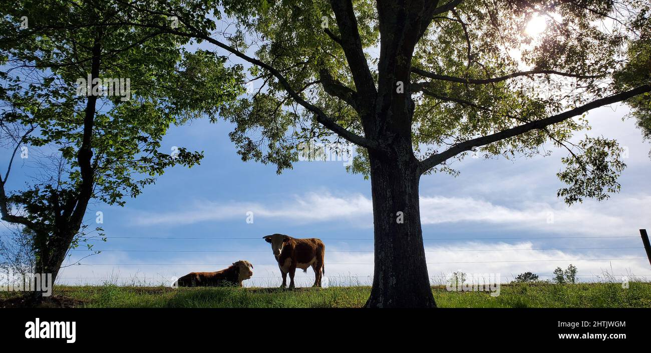 Cows resting under trees hi-res stock photography and images - Alamy