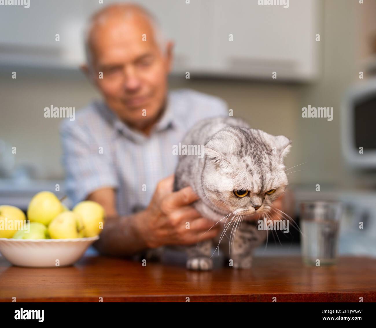 Elderly man carefully holds cute cat breed scottish fold Stock Photo ...