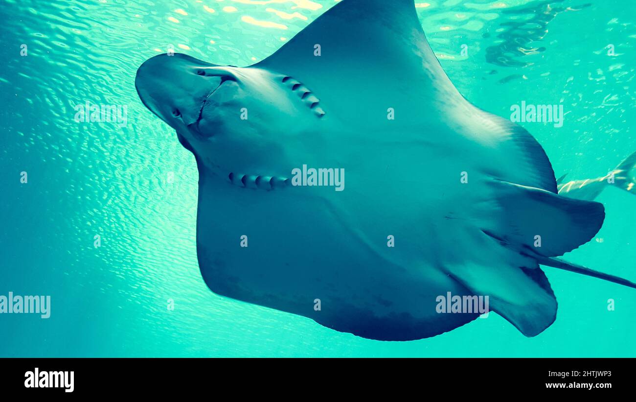 White stingray swimming underwater in azure ocean Stock Photo - Alamy