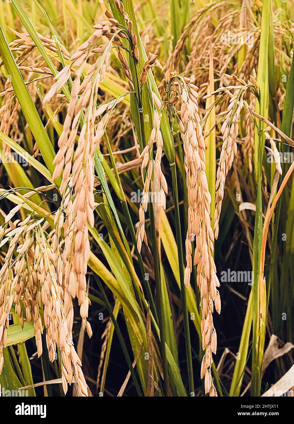Close up yellow gold rice grain on the field Stock Photo - Alamy