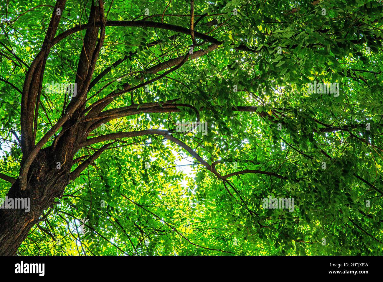 Beautiful big tree in summer in Beijing, China Stock Photo - Alamy
