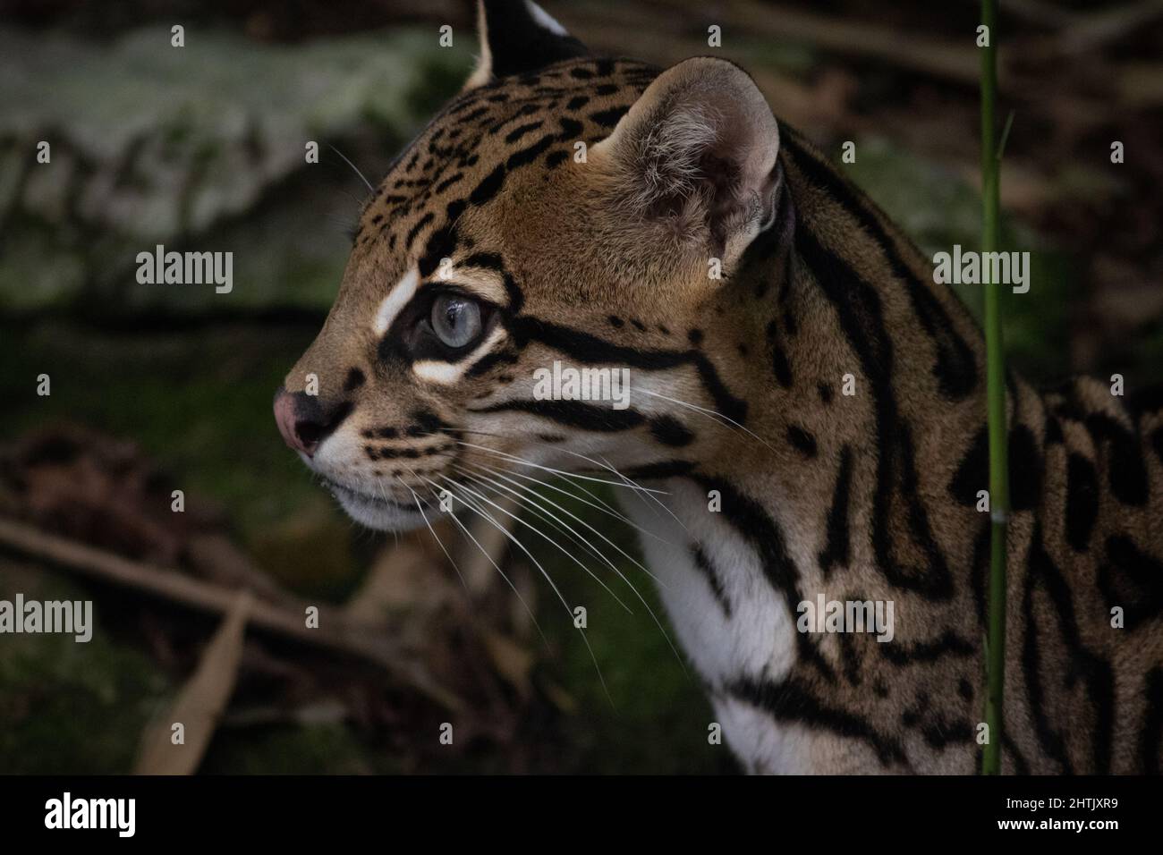 Closeup of a wild cat called Ocelot Stock Photo - Alamy
