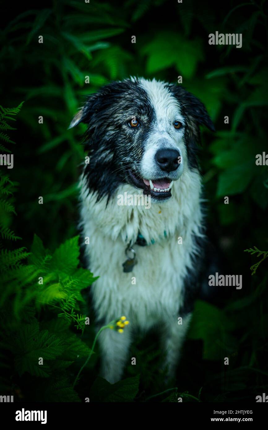 Tornjak dog in the garden Stock Photo - Alamy