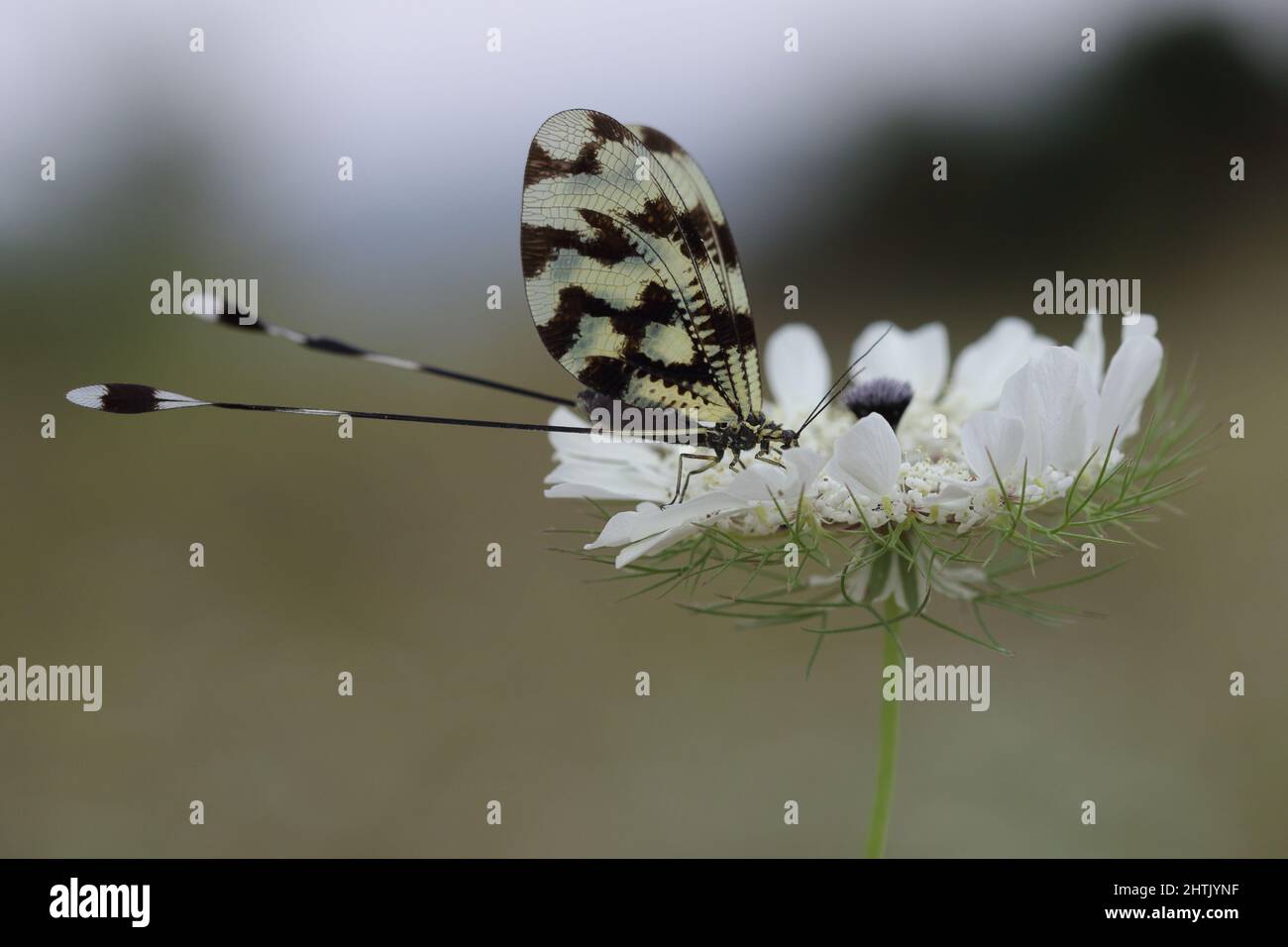Nemoptera sinuata, sometimes referred to as the spoonwing, lacewing and ...