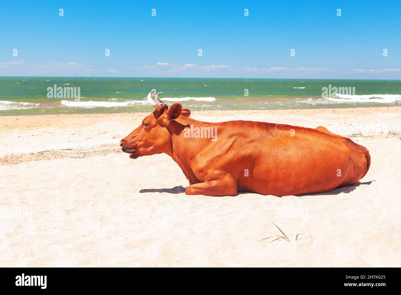 Cow on the sandy beach . Farm animal on the seaside Stock Photo - Alamy