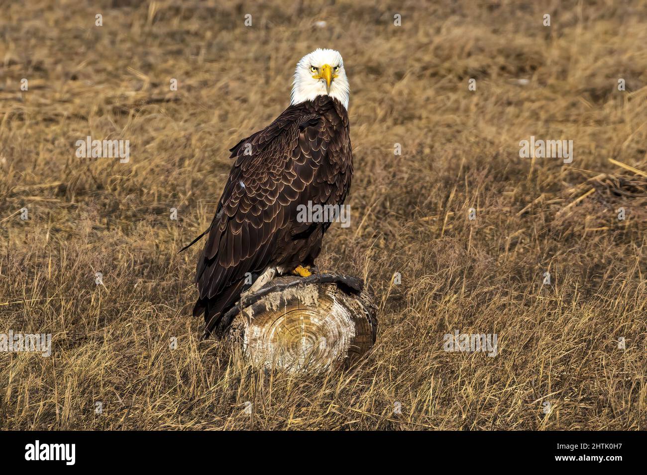 Southern Bald Eagle standing on the log in the field Stock Photo - Alamy