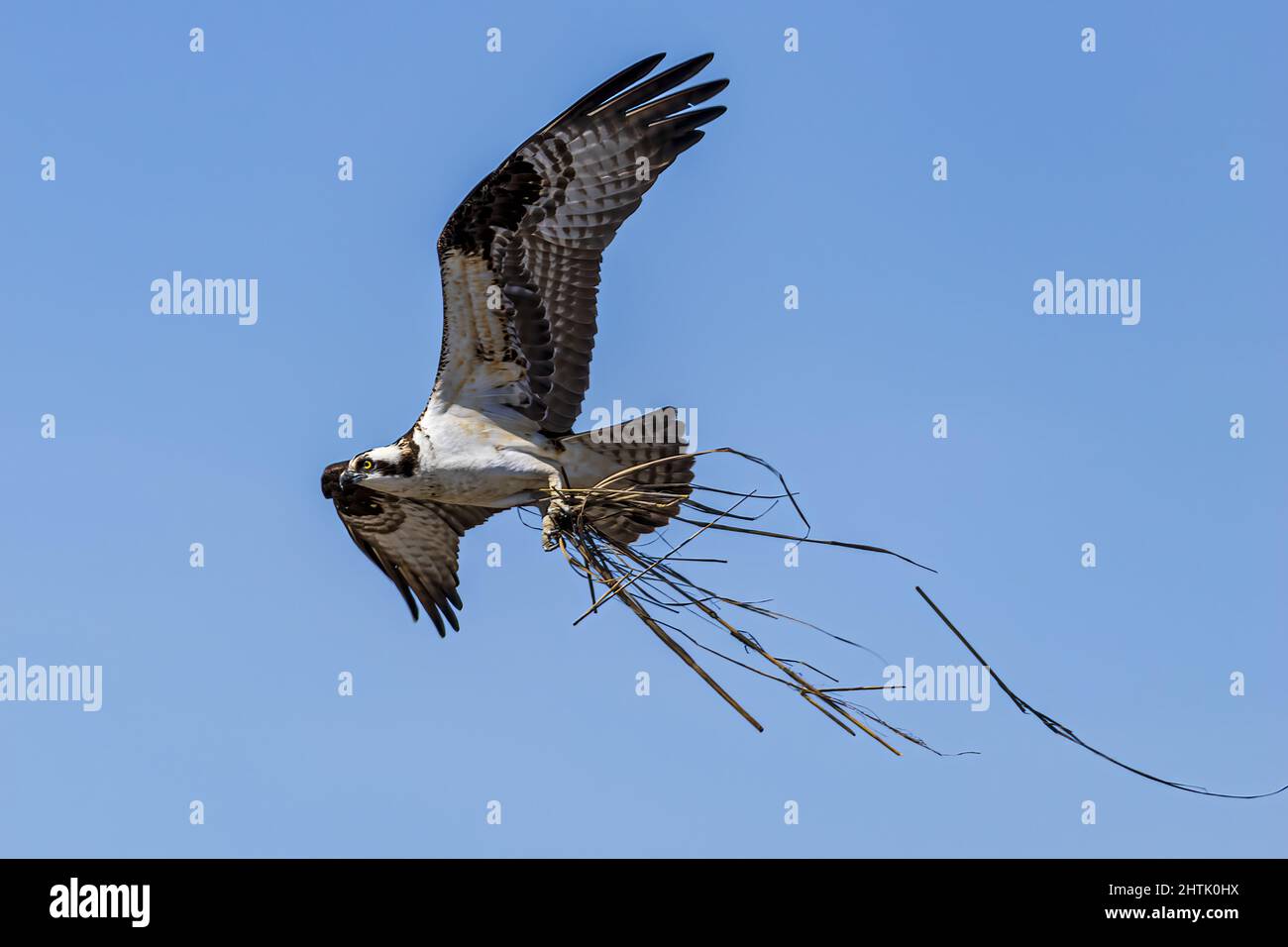 Osprey flying with the sticks making a nest in a blue sky background ...