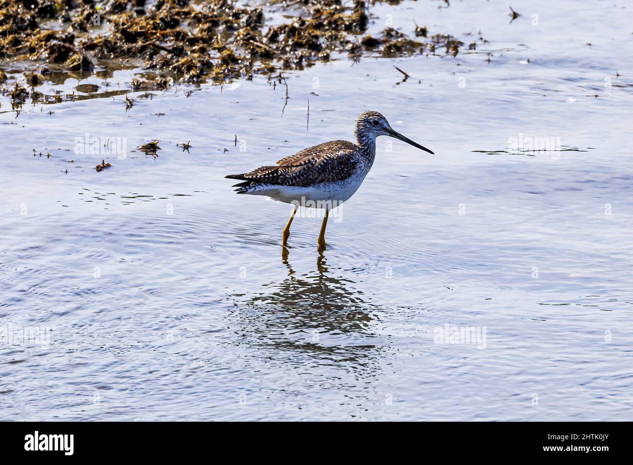 Greater yellowlegs walking on the shore looking for a fish to eat Stock ...
